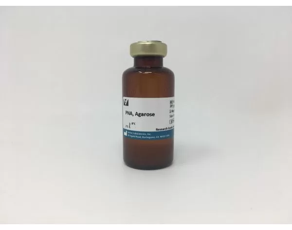 Peanut Agglutinin (PNA), Agarose Bound | Vector Labs