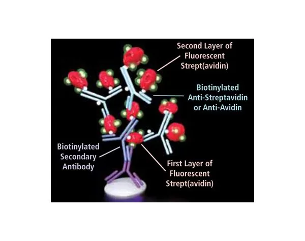 Goat Anti-Streptavidin Antibody, Biotinylated | Vector Labs