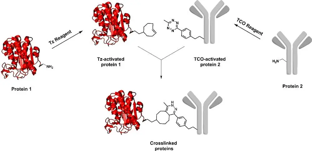 Click-&-Go® Lys-to-Lys Protein-Protein Conjugation Kit | Vector Labs