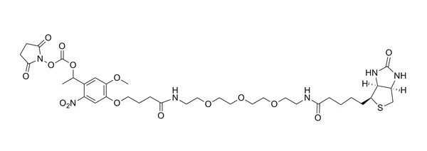PC Biotin-NHS Ester | Vector Labs