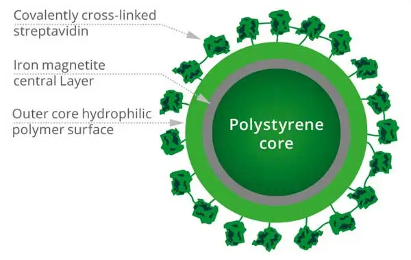 High Capacity Streptavidin Magnetic Beads | Vector Labs