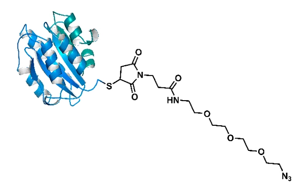 BSA Azide | Vector Labs