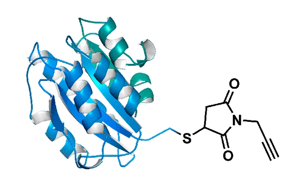 BSA Alkyne | Vector Labs