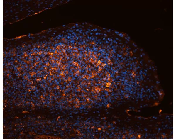 Peanut Agglutinin (PNA), CY3 | Vector Labs