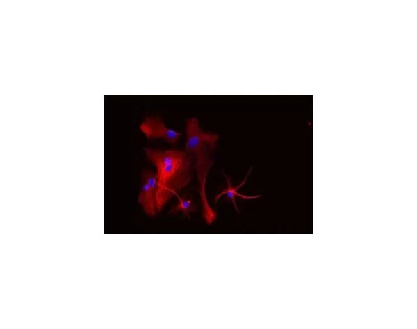 Goat Anti-Rabbit IgG Antibody (H+L), DyLight 594 | Vector Labs
