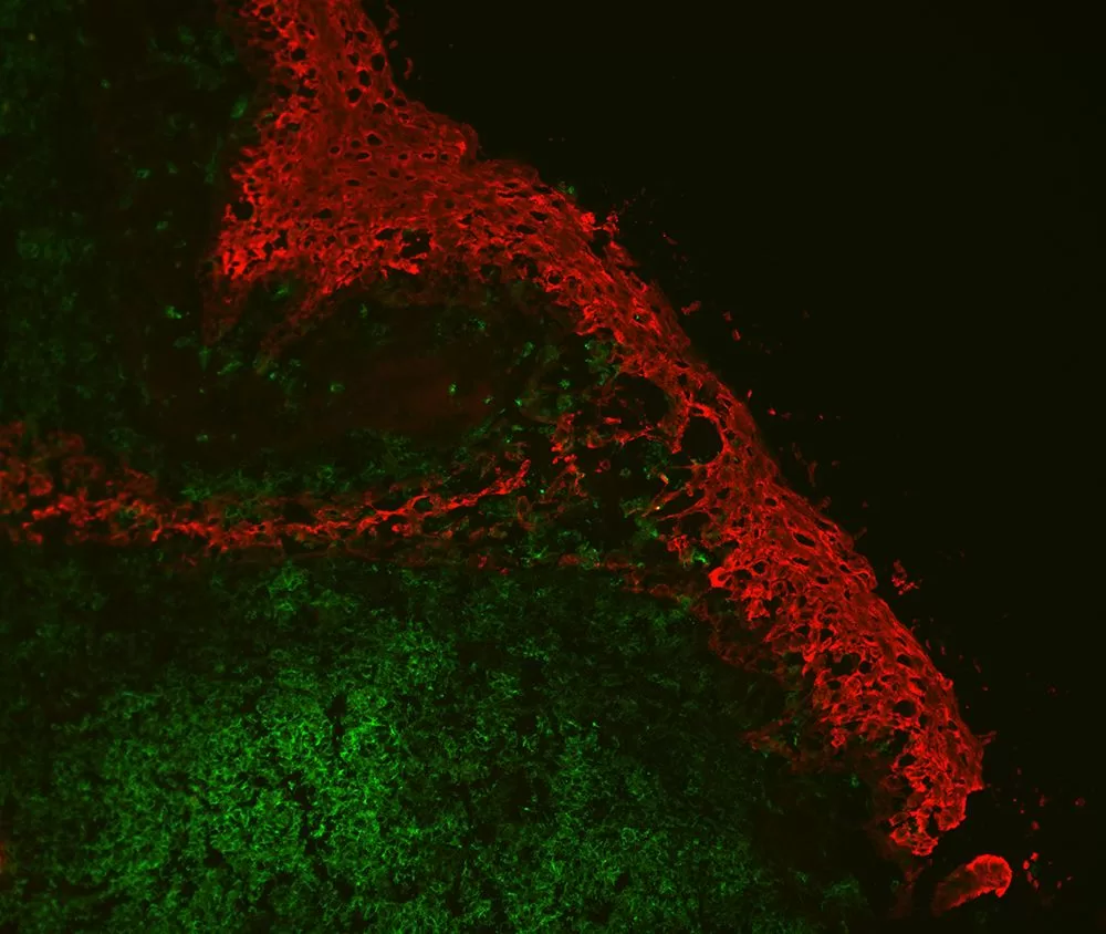 VectaFluor Duet Immunofluorescence Double Labeling Kit, DyLight 488 ...