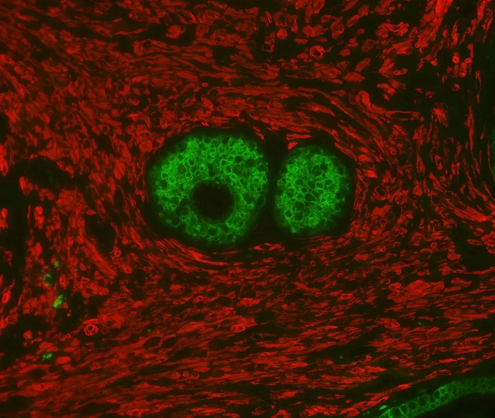 VectaFluor Duet Immunofluorescence Double Labeling Kit, DyLight 488 ...