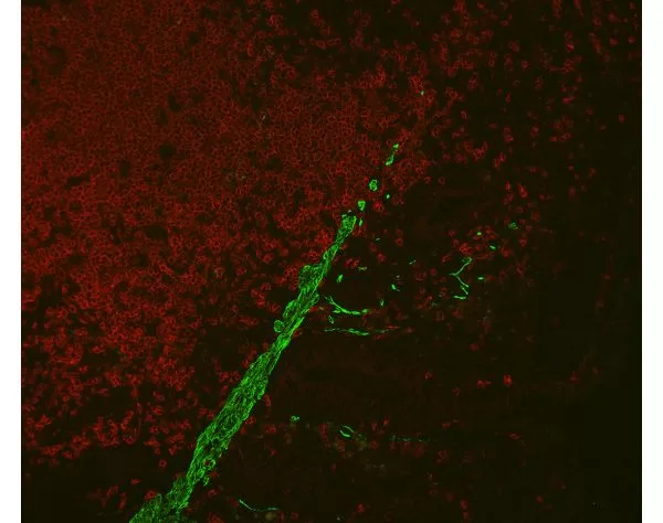 VectaFluor Duet Immunofluorescence Double Labeling Kit, DyLight 594 ...