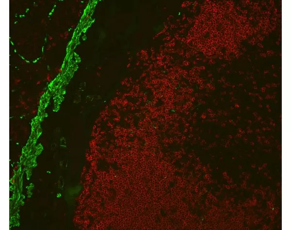 VectaFluor Duet Immunofluorescence Double Labeling Kit, DyLight 594 ...