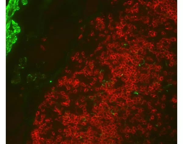 VectaFluor Duet Immunofluorescence Double Labeling Kit, DyLight 594 ...