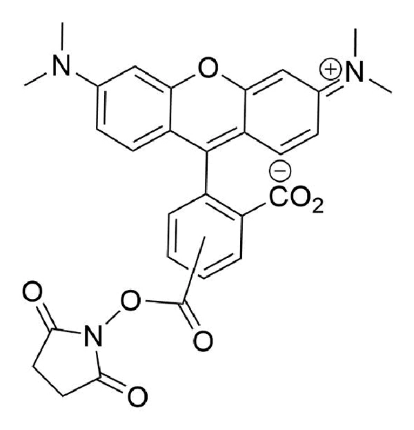 5(6)-TAMRA NHS Ester | Vector Labs