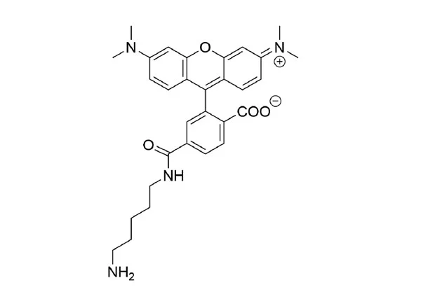 6-TAMRA Cadaverine | Vector Labs