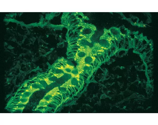 VECTASHIELD Antifade Mounting Medium | Vector Labs