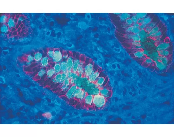 VECTASHIELD Antifade Mounting Medium | Vector Labs