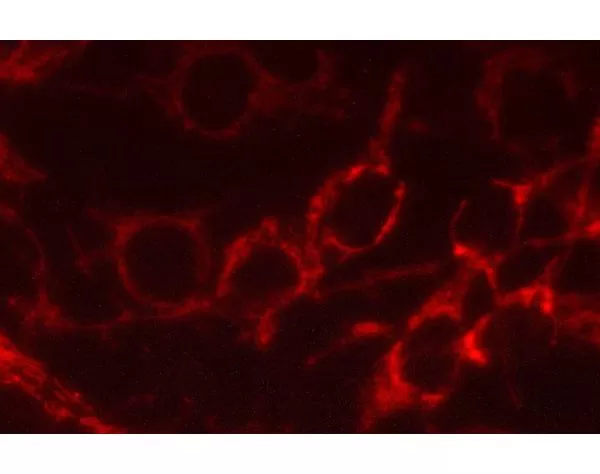 VECTASHIELD HardSet Antifade Mounting Medium | Vector Labs