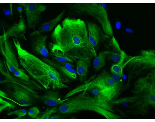 VECTASHIELD® PLUS Antifade Mounting Medium With DAPI | Vector Labs