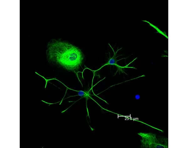 VECTASHIELD HardSet Antifade Mounting Medium With DAPI | Vector Labs