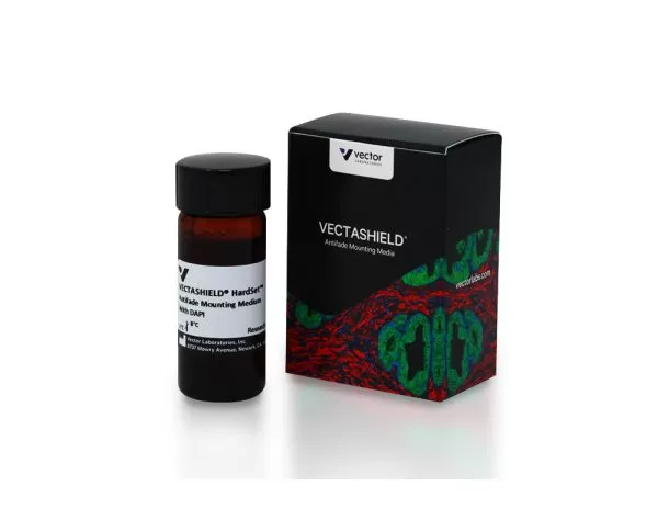 VECTASHIELD HardSet Antifade Mounting Medium With DAPI | Vector Labs