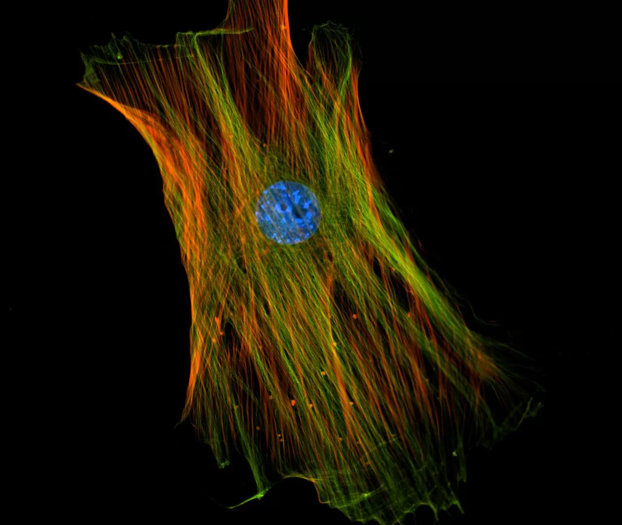VECTASHIELD HardSet Antifade Mounting Medium With Phalloidin | Vector Labs