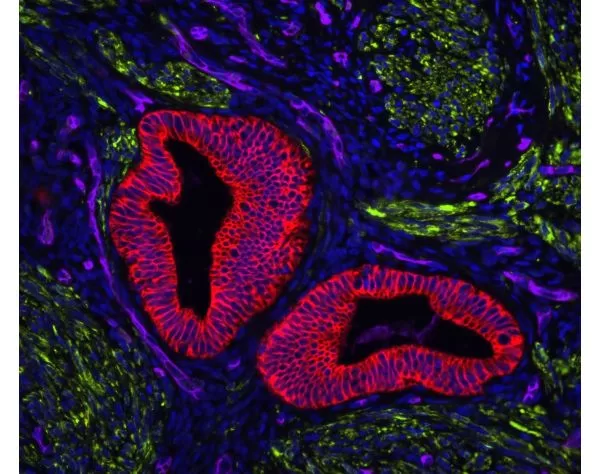 VECTASHIELD Vibrance® Antifade Mounting Medium | Vector Labs