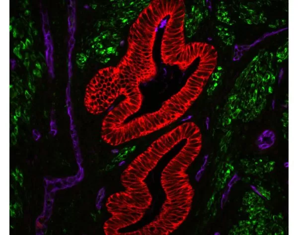 VECTASHIELD® PLUS Antifade Mounting Medium With DAPI | Vector Labs