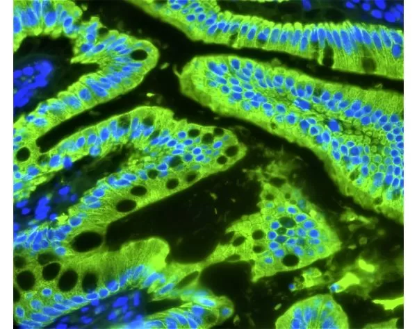 VECTASHIELD® PLUS Antifade Mounting Medium With DAPI | Vector Labs