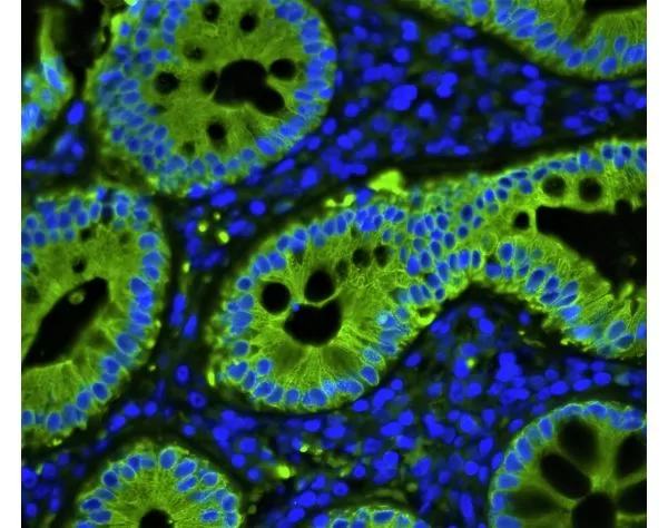 VECTASHIELD® PLUS Antifade Mounting Medium With DAPI | Vector Labs