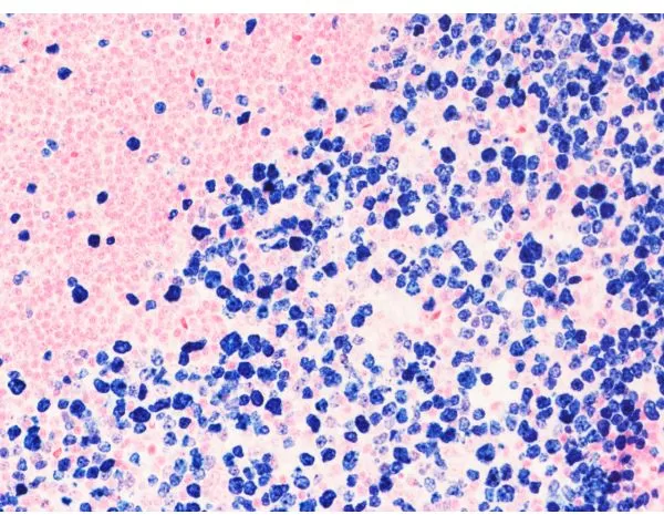 VectaMount® Express Mounting Medium | Vector Labs