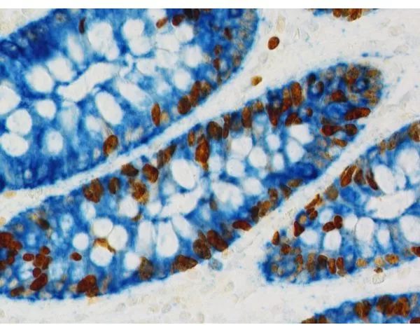 VectaMount® Express Mounting Medium | Vector Labs