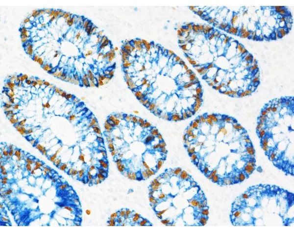VectaMount® Express Mounting Medium | Vector Labs