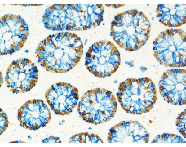 VectaMount® Express Mounting Medium | Vector Labs