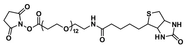 NHS-dPEG®₁₂-biotin | Vector Labs
