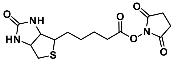 NHS-biotin | Vector Labs