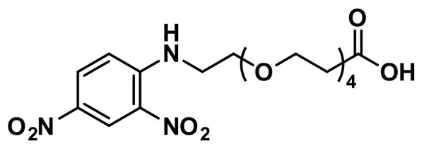 DNP-dPEG®₄-NHS Ester | Vector Labs