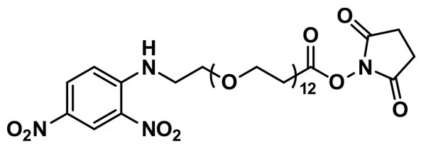 DNP-dPEG®₄-NHS Ester | Vector Labs