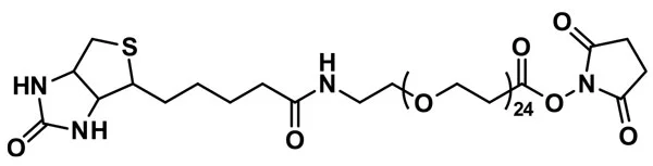 NHS-dPEG®₂₄-biotin | Vector Labs