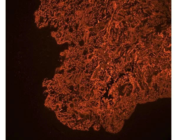 Streptavidin, CY3 | Vector Labs