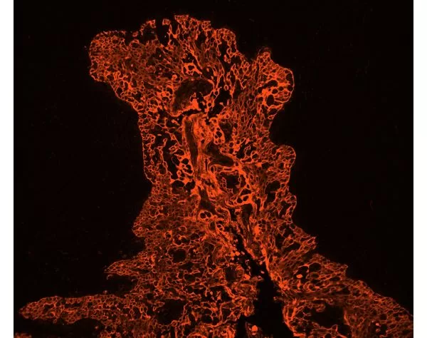 Streptavidin, CY3 | Vector Labs
