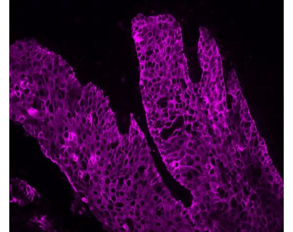 Streptavidin, CY5 | Vector Labs