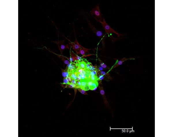 Streptavidin, DyLight™ 488 | Vector Labs