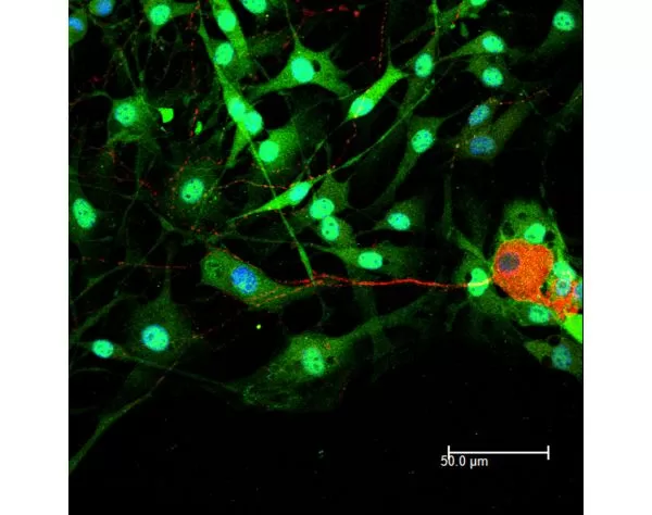 Streptavidin, DyLight™ 488 | Vector Labs