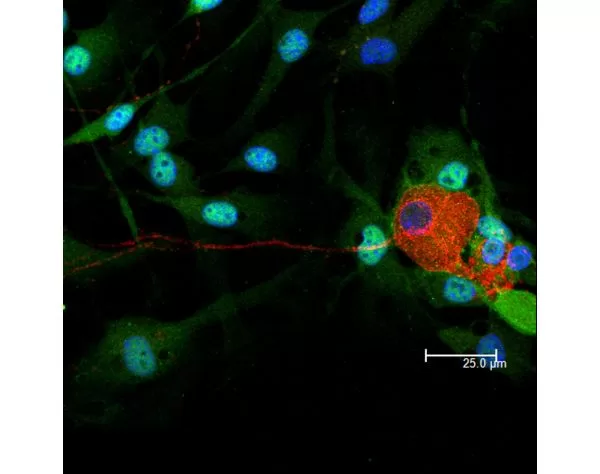 Streptavidin, DyLight™ 488 | Vector Labs