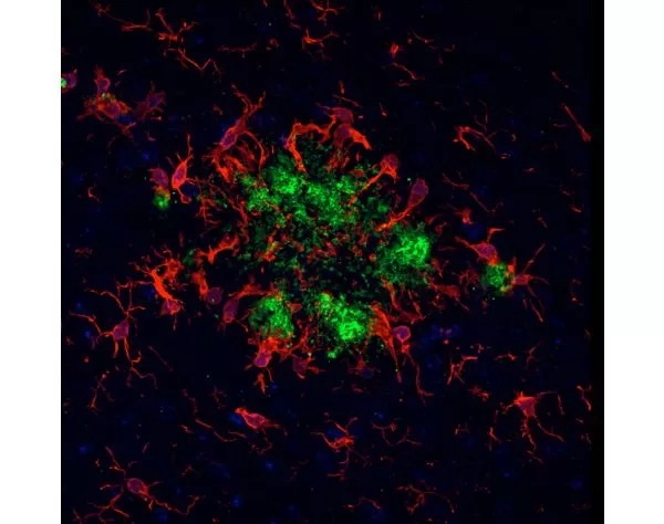 Streptavidin, DyLight™ 488 | Vector Labs