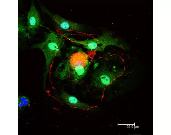 Streptavidin, DyLight™ 594 | Vector Labs