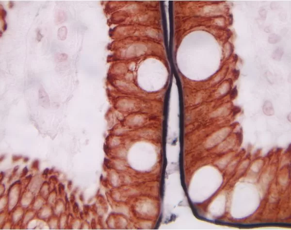 Vector NovaRED Substrate Kit, Peroxidase (HRP) | Vector Labs