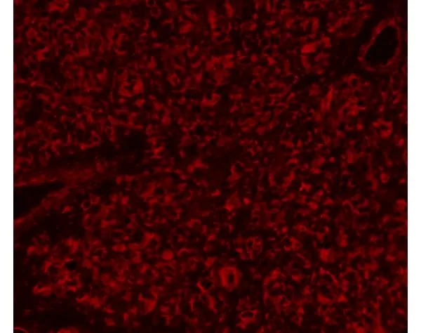 ImmPACT Vector Red Substrate, Alkaline Phosphatase (AP) | Vector Labs